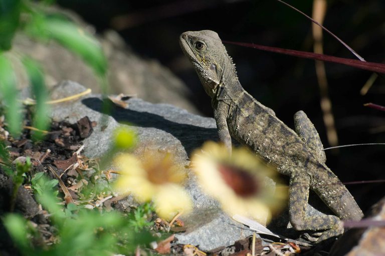 Nikon Z8 Mirrorless Camera Cheat Sheet Settings – All Digital Photography